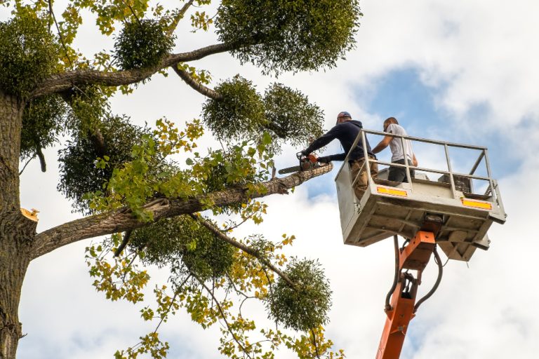 Les étapes essentielles pour élaguer la cime d'un arbre en toute ...